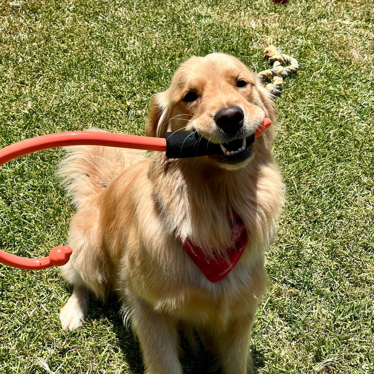 Q-Flex Acupressure | Acupressure Made Easy – QFlex